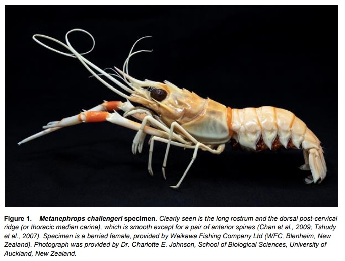 Metanephrops Challengeri – The journey